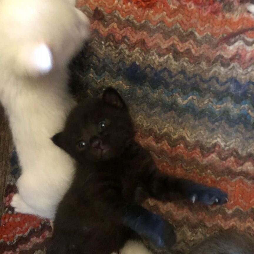 Котята в добрые руки бесплатно