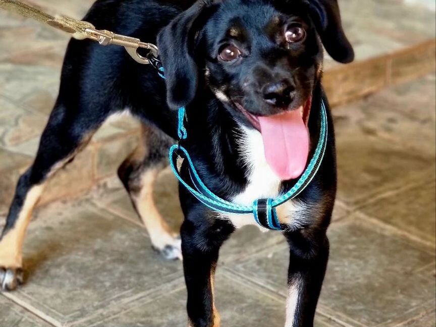 Бетси щенок от небольшой собачки