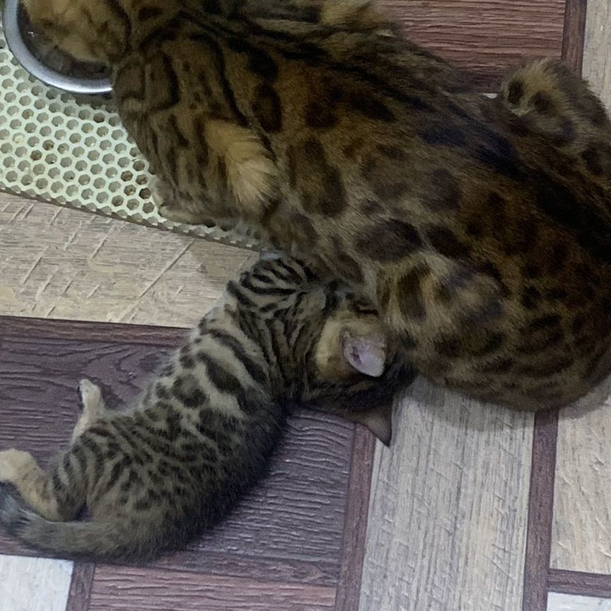 Бенгальская