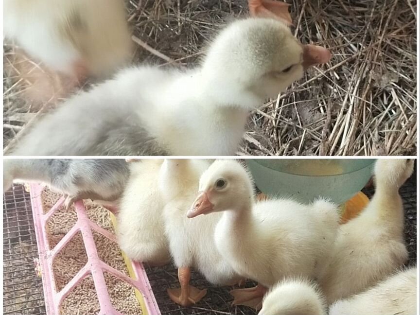 Гусята подрощенные