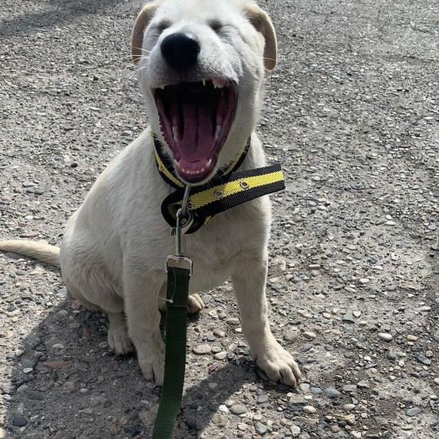 В добые руки