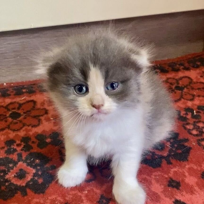 Котенок девочка в добрые руки