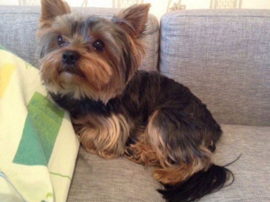 Йоркширский терьер мини