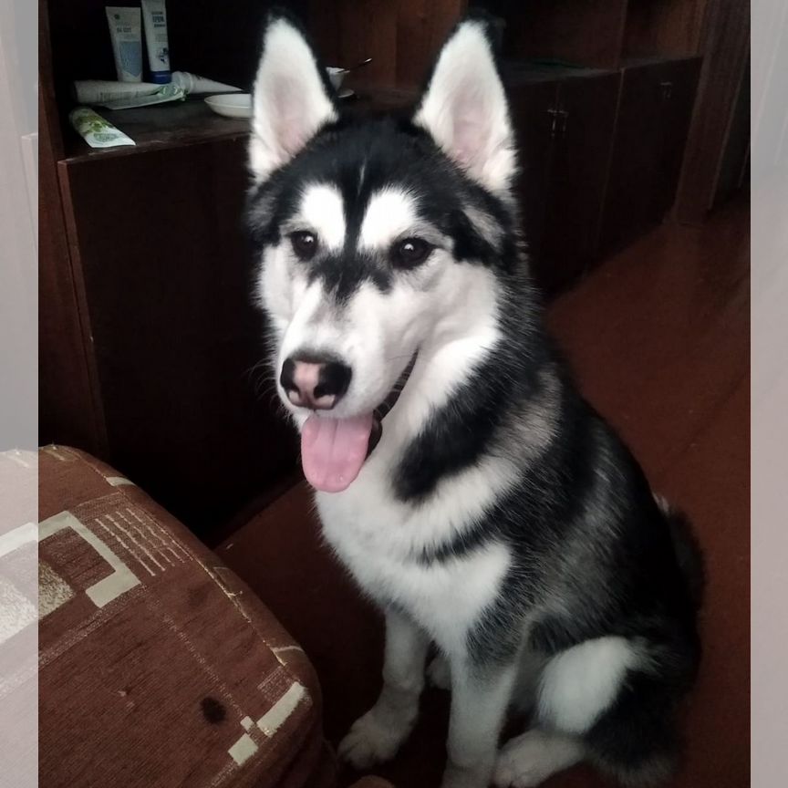 Якутская лайка