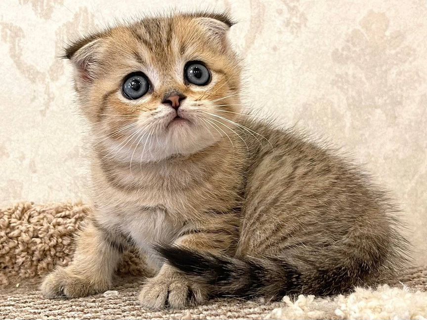 Вислоухий котенок 1,5 мес