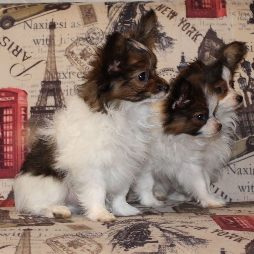 Континентальный той-спаниель папильон, щенок