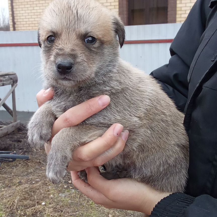 Щенок в добрые руки