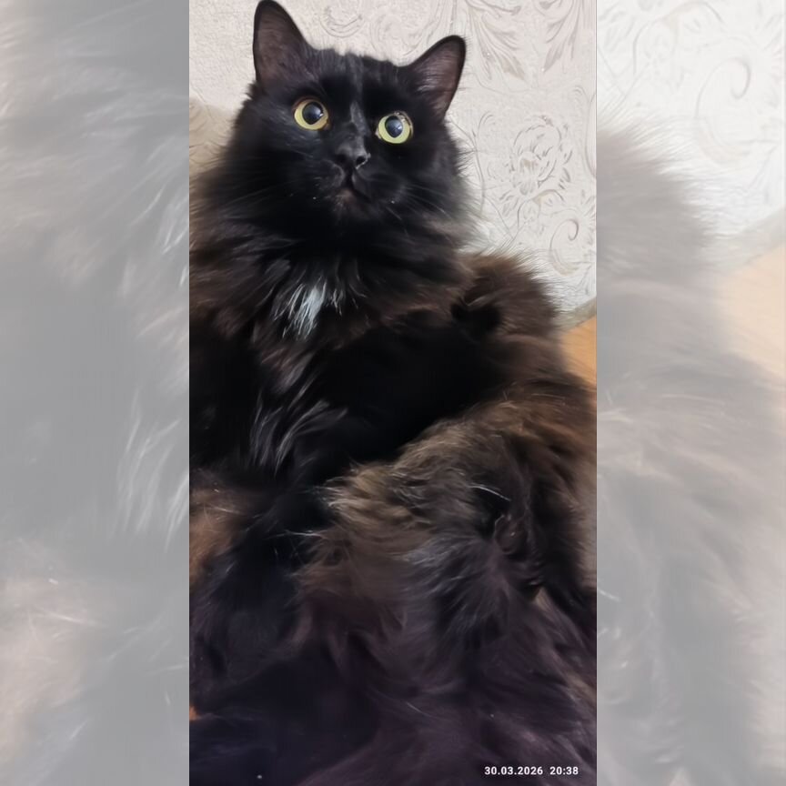 Взрослая, кошка в добрые руки