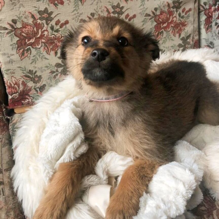 Отдам в добрые руки