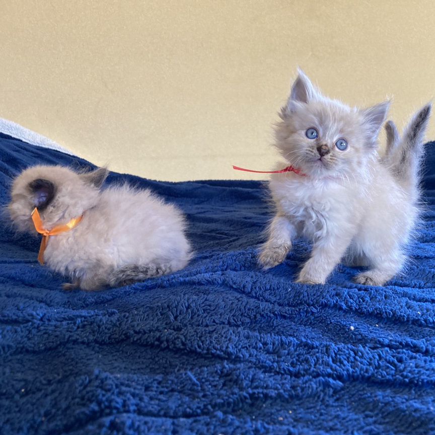 Котята Невской Маскарадной