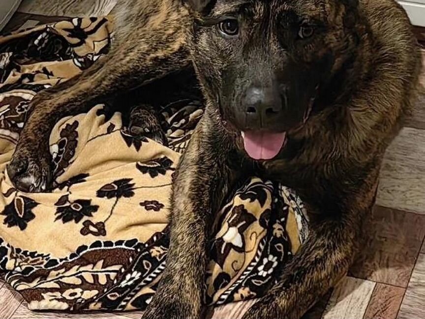 Собака в добрые руки отдам бесплатно