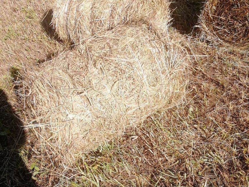 Сено в минирулонах