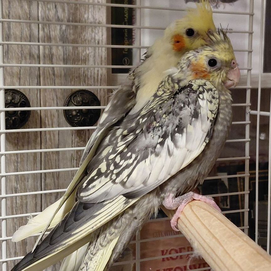 Попугай корелла птенец