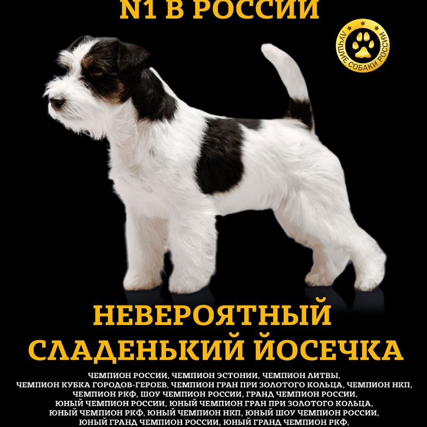 Кобель дрт для вязки