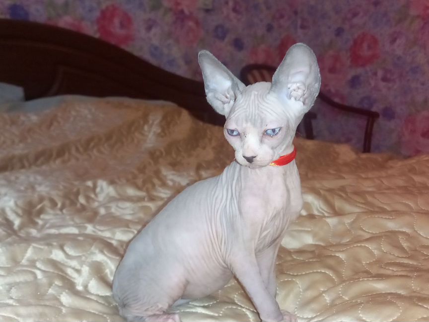 Эльф (страйт) мальчик