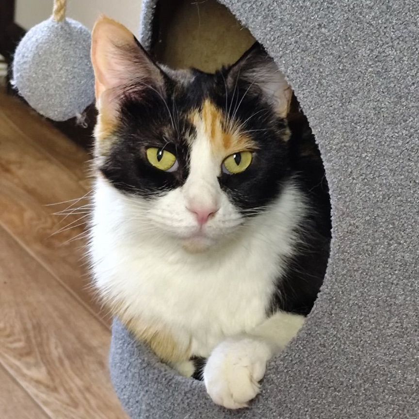 Взрослая кошка в добрые руки