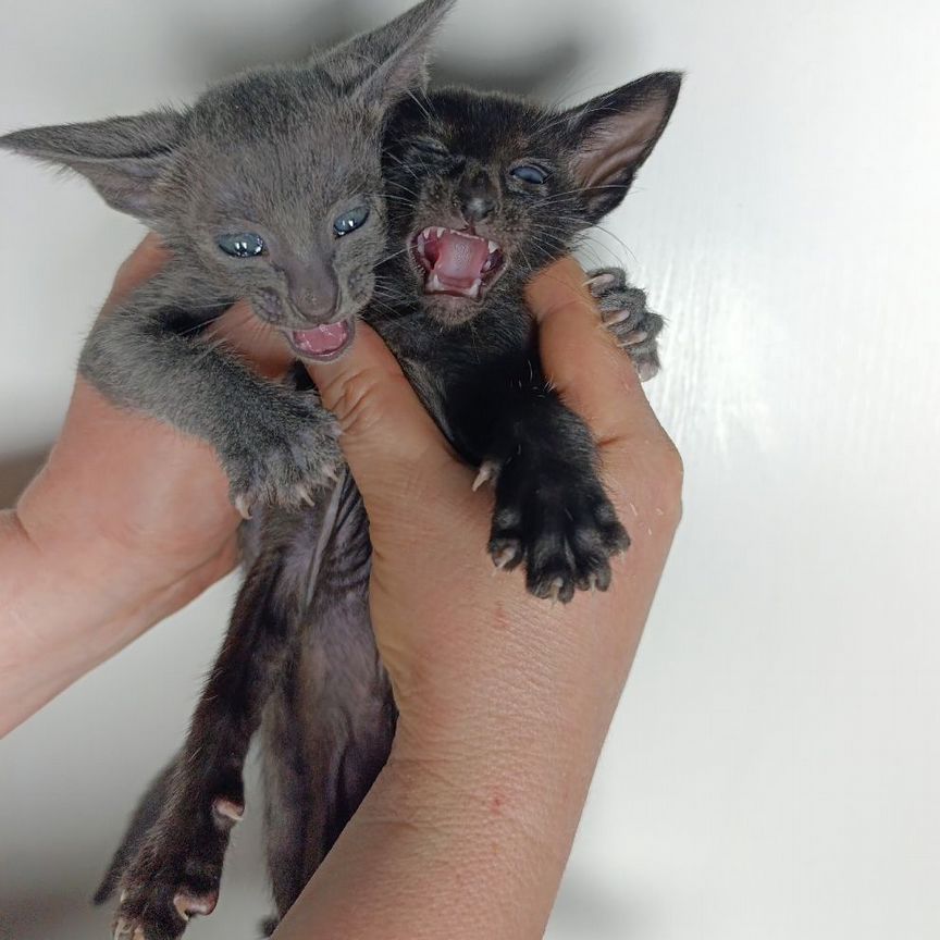 Ориентальный котёнок