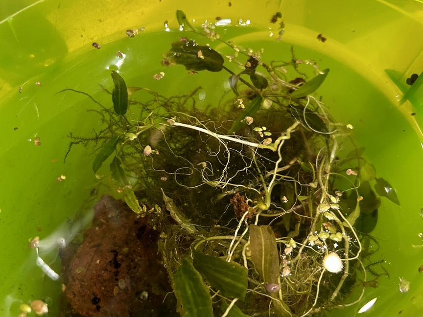 Аквариумное растение и лава