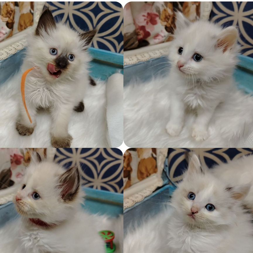 Малышки Рэгдолл