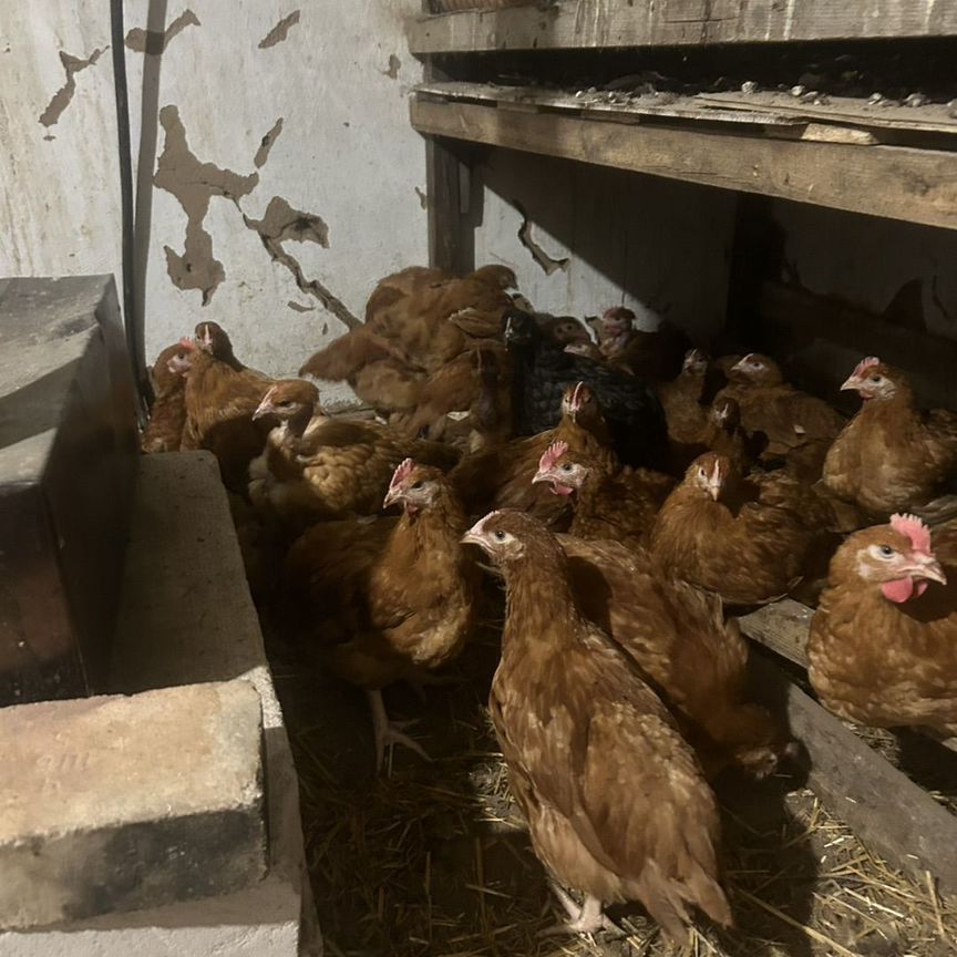 Домашние цыплята доминанти