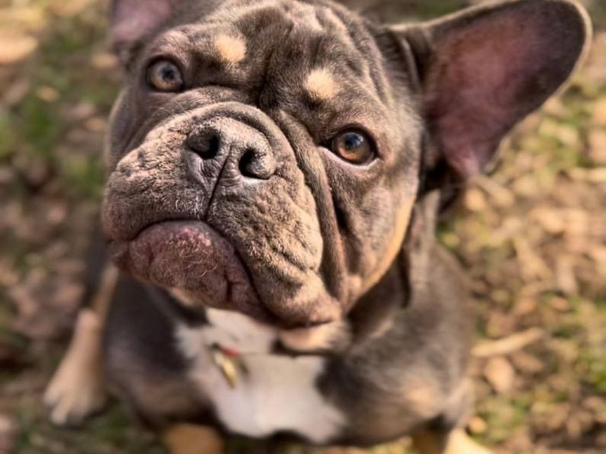 Французский бульдог