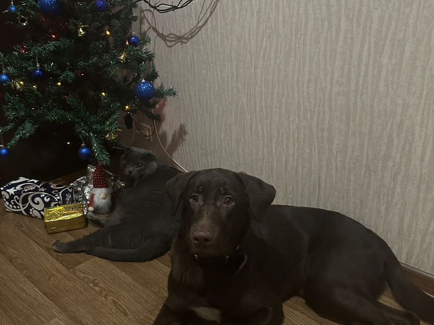 Собака в добрые руки