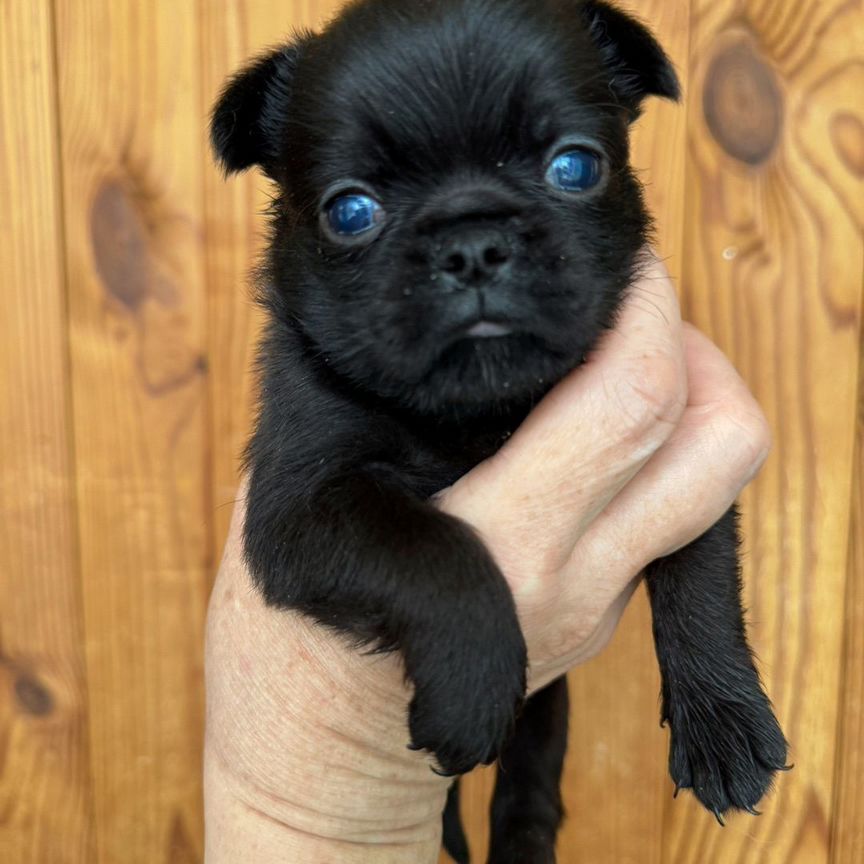 Красивый мальчик пти брабансон