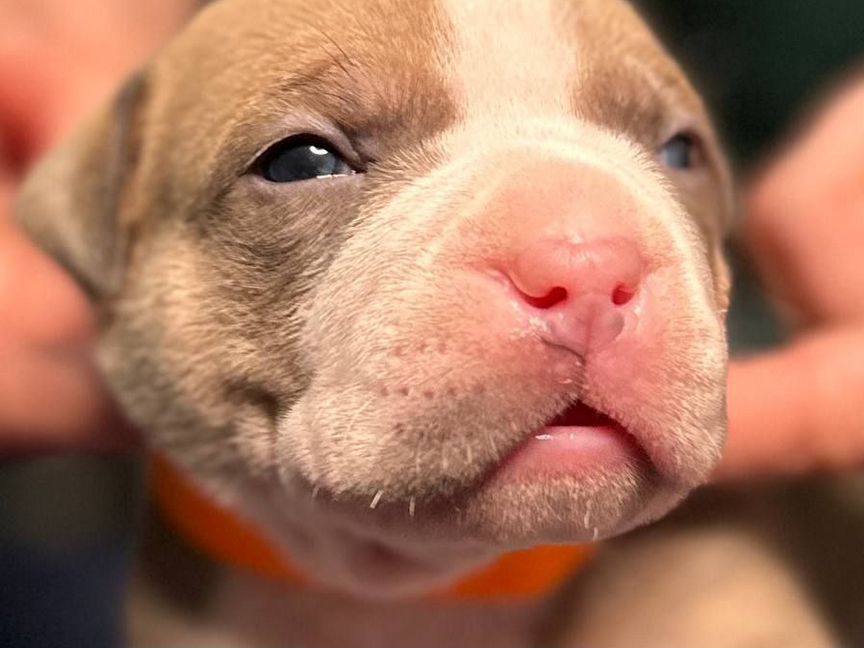 Американский булли xl