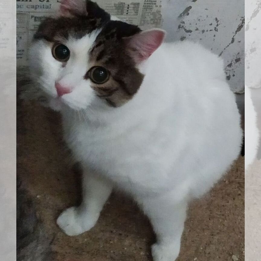 Кошка найденыш
