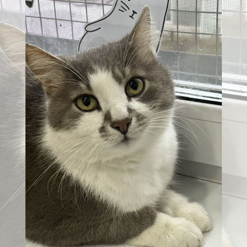 Взрослый кот в добрые руки