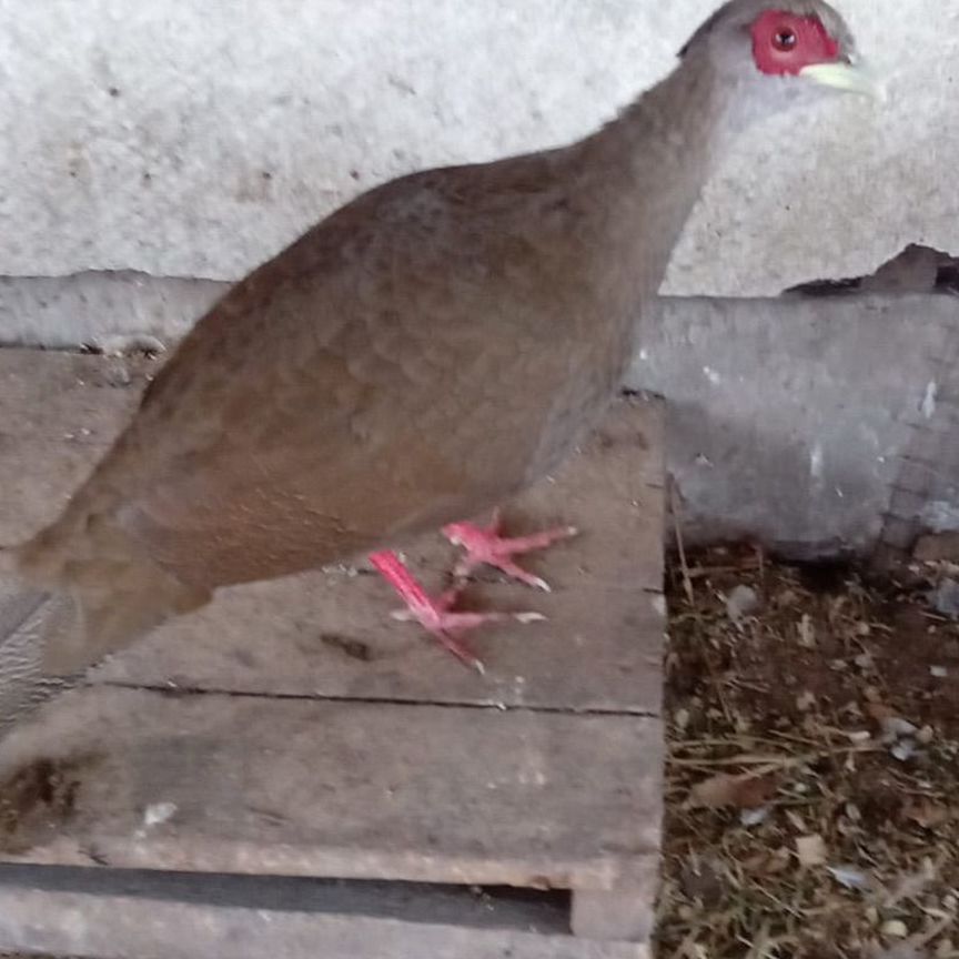 Серебристый фазан