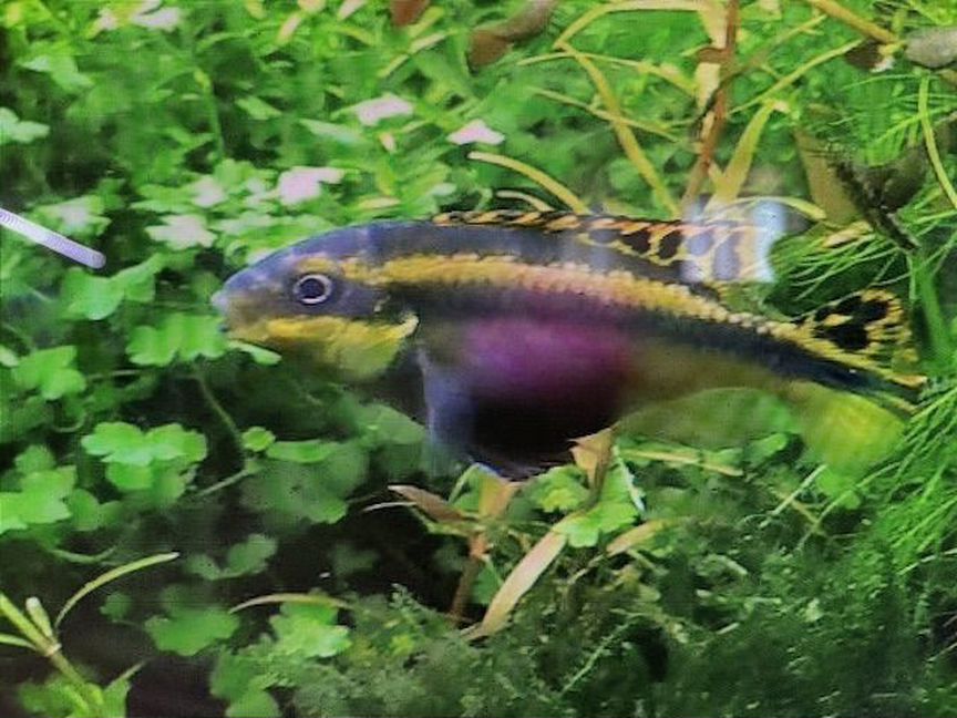 Пельвикахромис пульхера