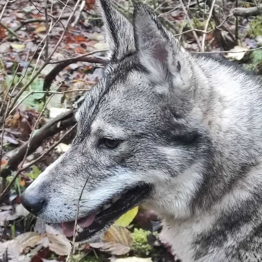 Западносибирская лайка, щенок