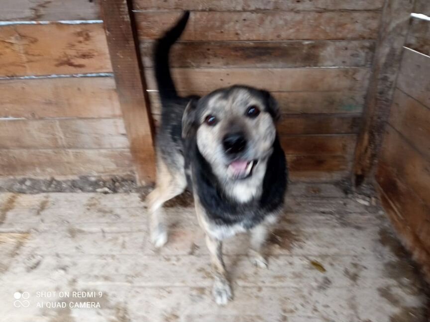 Собака в добрые руки