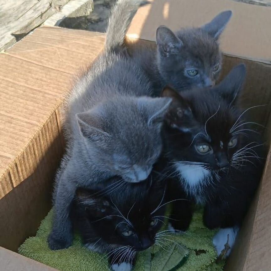 Котёнок в добрые руки