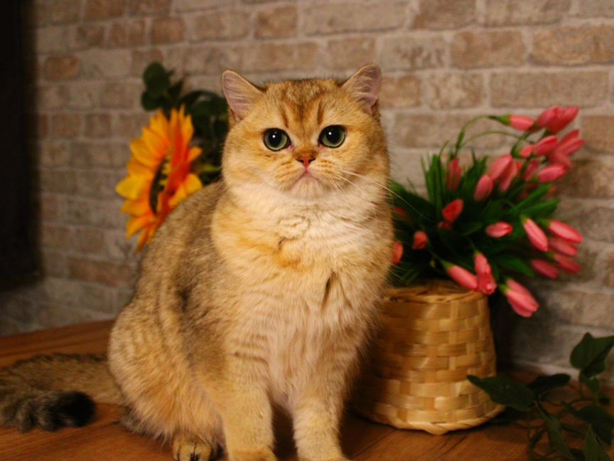 Британская золотая кошка