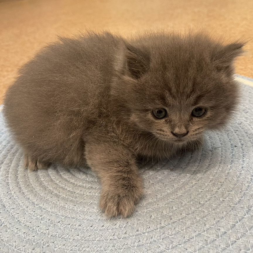 Британский короткошёрстный котёнок