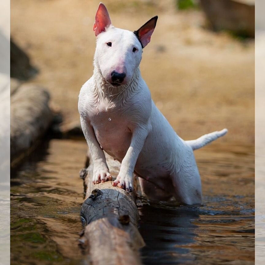 Мини-бультерьер, взрослая собака