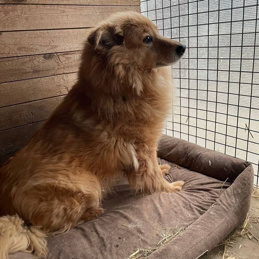 Отчаяние в глазах собаки из приюта