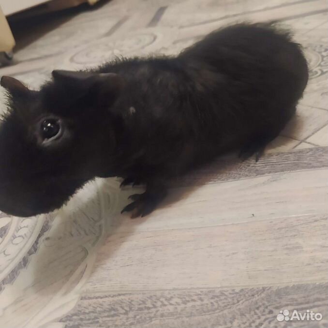 Морская свинка скинни