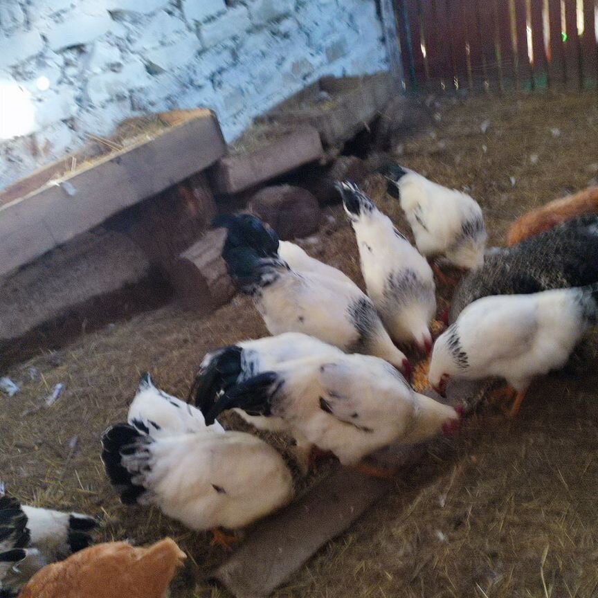 Домашняя птица