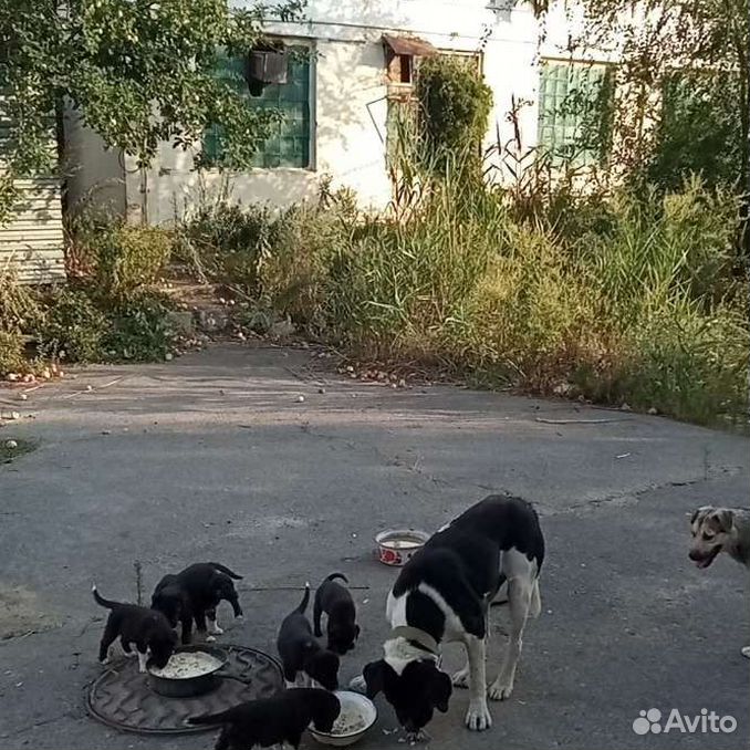 Щенки, папа алабай