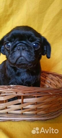 Мальчик мопс