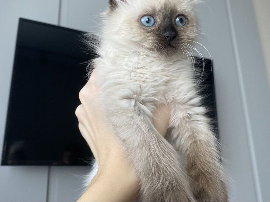 Тайские котята