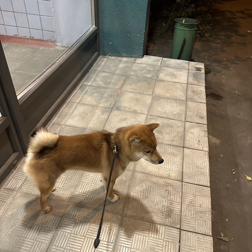 Отдам собаку в добрые руки