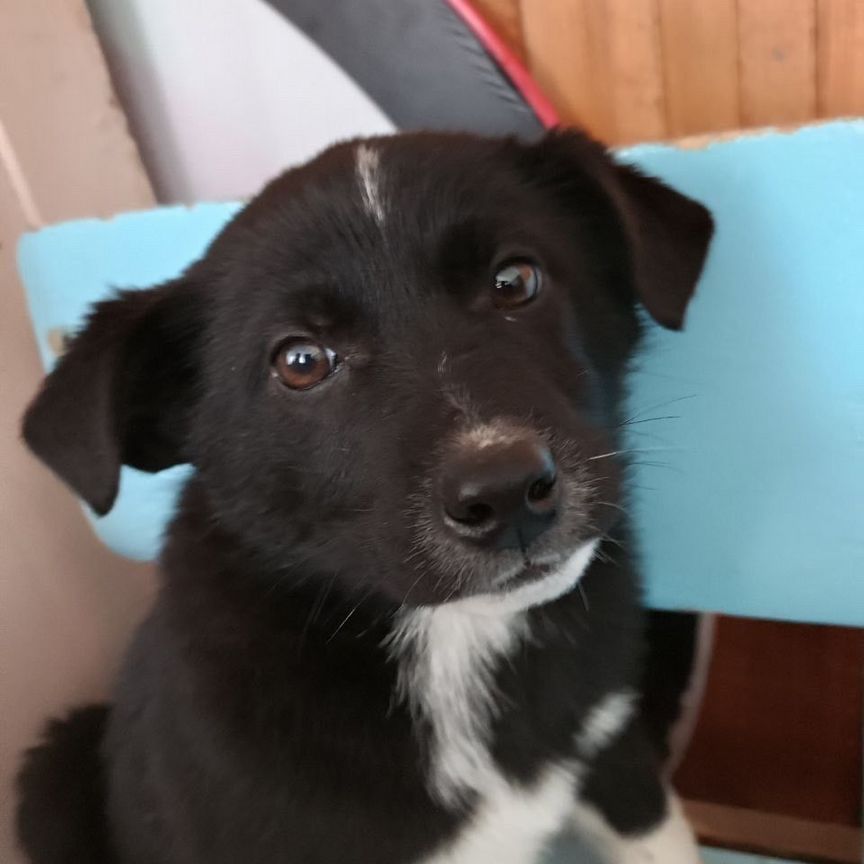 Животные в добрые руки собаки