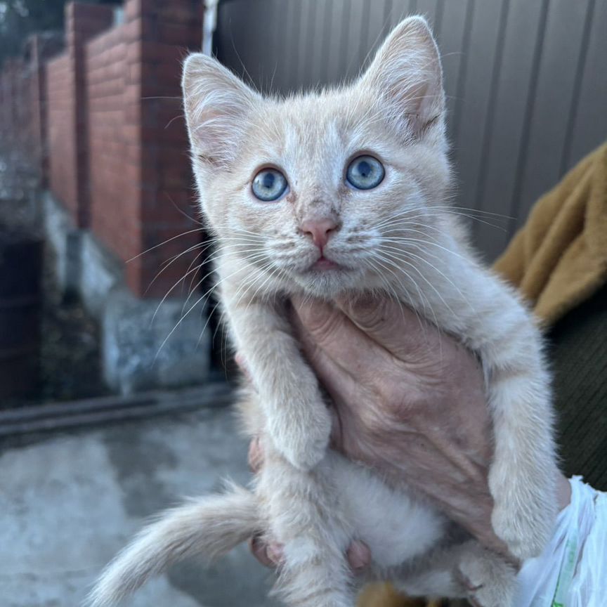Котенок девочка живет в саду