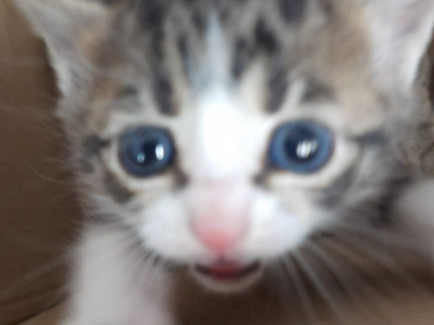 Выкинули месячного котенка