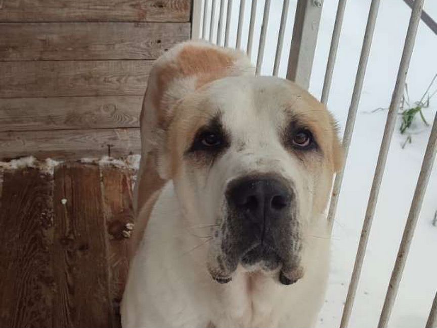 Алабай Тимьян, до 3 лет, злой