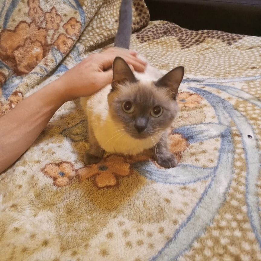 Кошечка в добрые руки